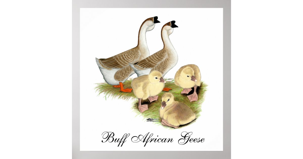 Buff African Goose Family Poster | Zazzle