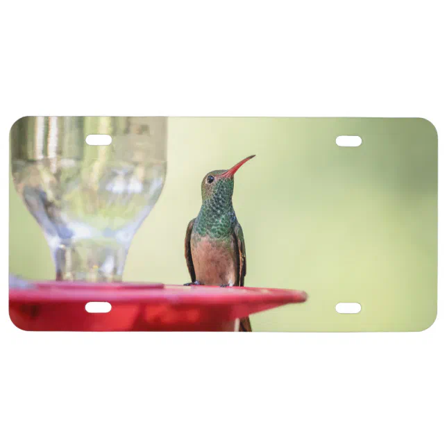 Buff-bellied hummingbird in Texas License Plate | Zazzle