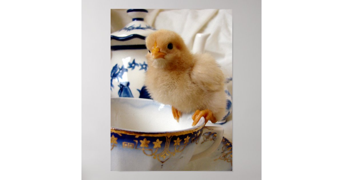 Buff Chick At Tea Poster | Zazzle