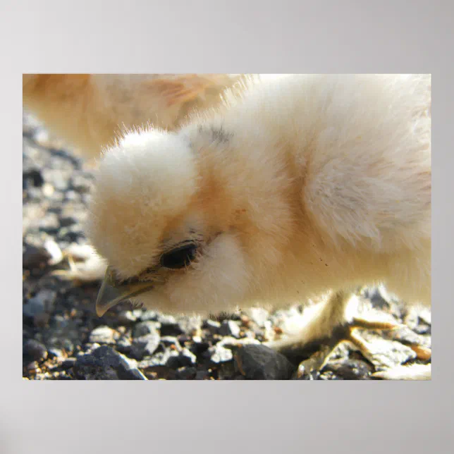 Buff Silkie Chicken Chick Poster | Zazzle