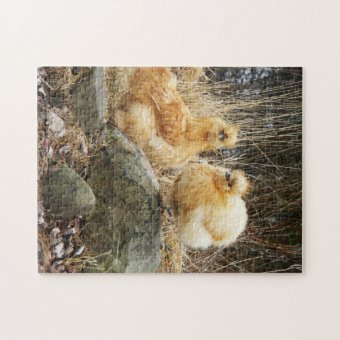 Buff silkie chickens jigsaw puzzle | Zazzle