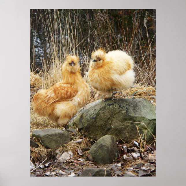 Buff Silkie Chickens Standing Together Poster | Zazzle