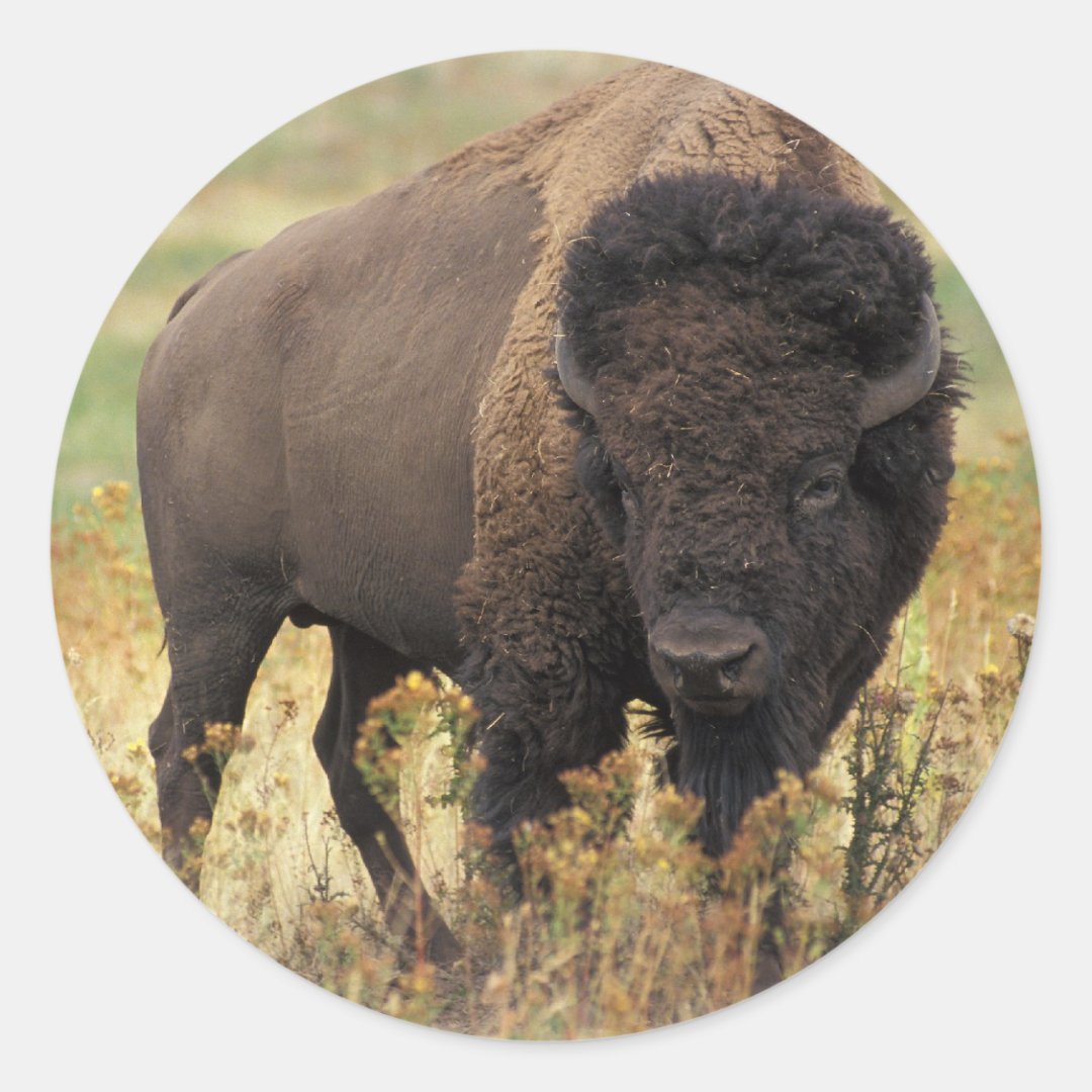 Buffalo Classic Round Sticker | Zazzle