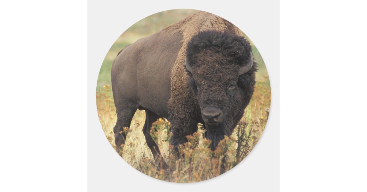 Buffalo Classic Round Sticker | Zazzle