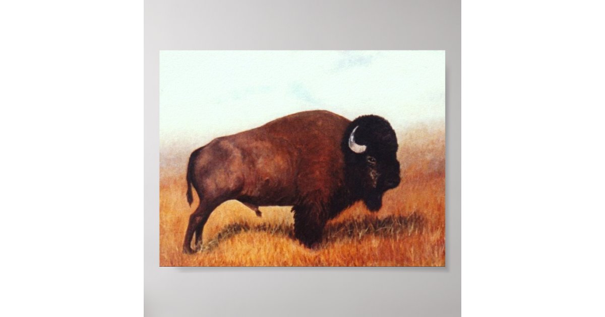 Buffalo III Poster | Zazzle