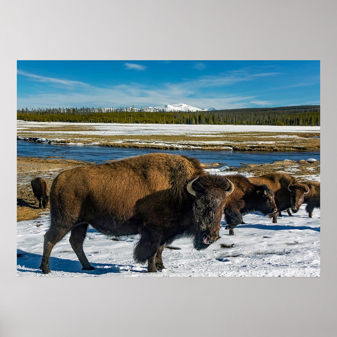 Buffalo in the Snow Poster | Zazzle