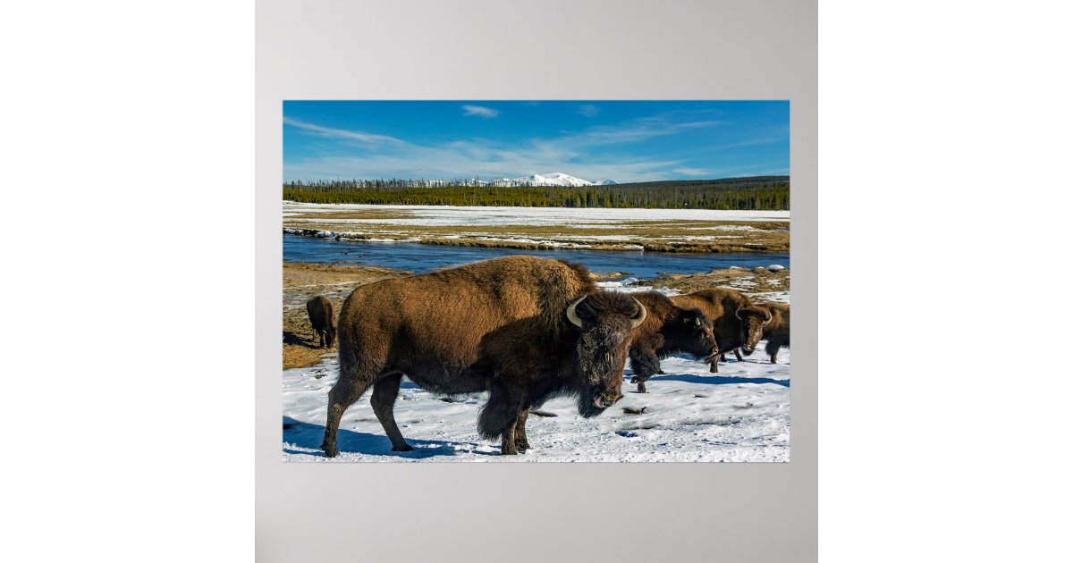 Buffalo in the Snow Poster | Zazzle