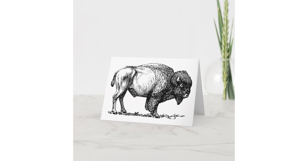 Buffalo or Bison greeting card | Zazzle.com