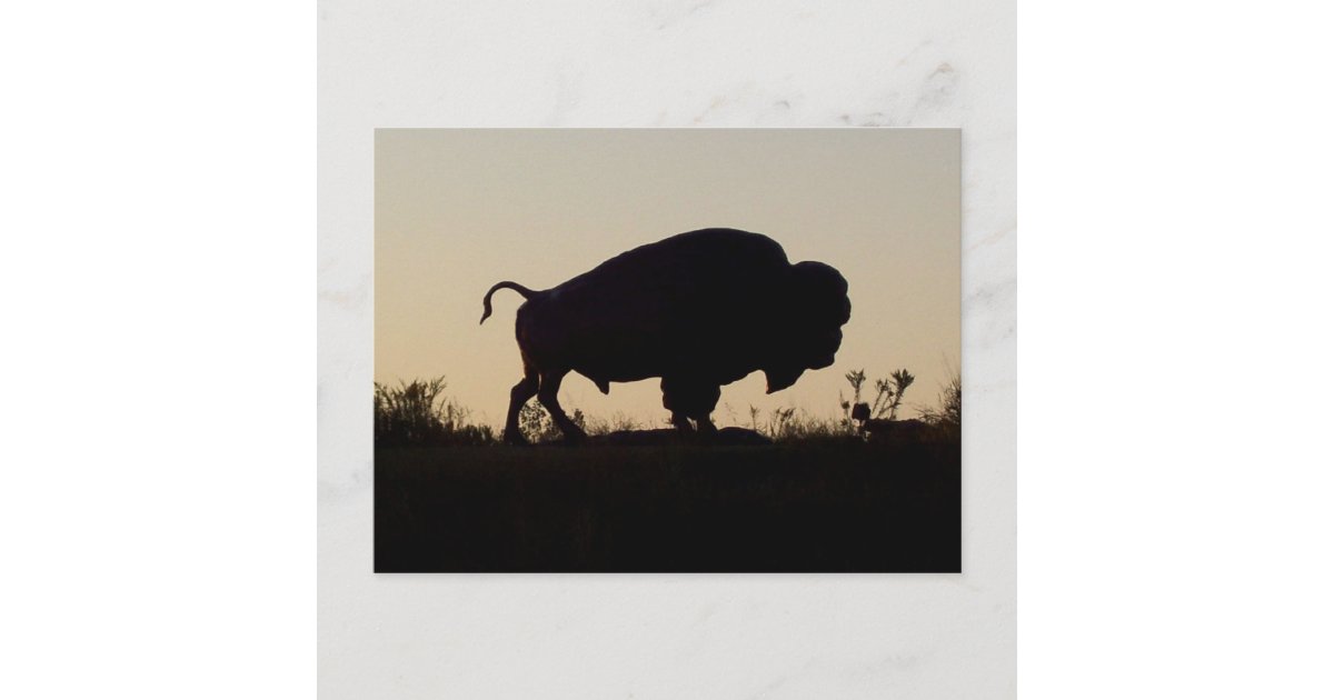Buffalo Silhouette Postcard | Zazzle