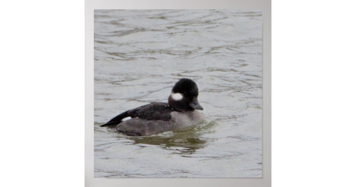 Bufflehead Duck Photo Poster | Zazzle