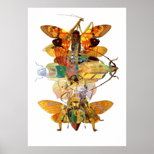 Bug Collage Poster | Zazzle