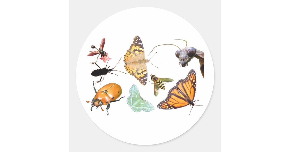 Bug Collage ~ sticker | Zazzle