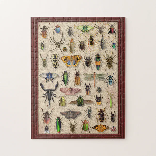 Bug Collection Insects Fun Entomology Jigsaw Puzzle | Zazzle