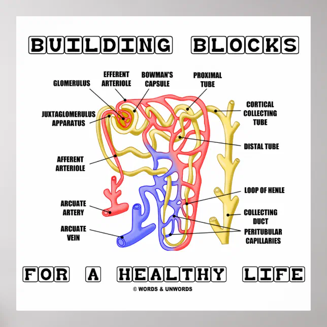 Building Blocks For A Healthy Life Kidney Nephron Poster | Zazzle
