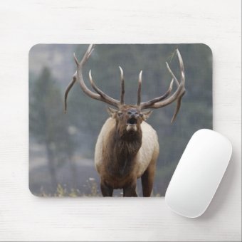 Bull Elk bugling, Yellowstone NP, Wyoming 2 Mouse Pad | Zazzle