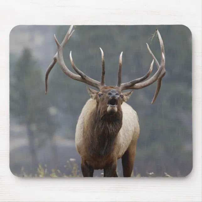Bull Elk bugling, Yellowstone NP, Wyoming 2 Mouse Pad | Zazzle