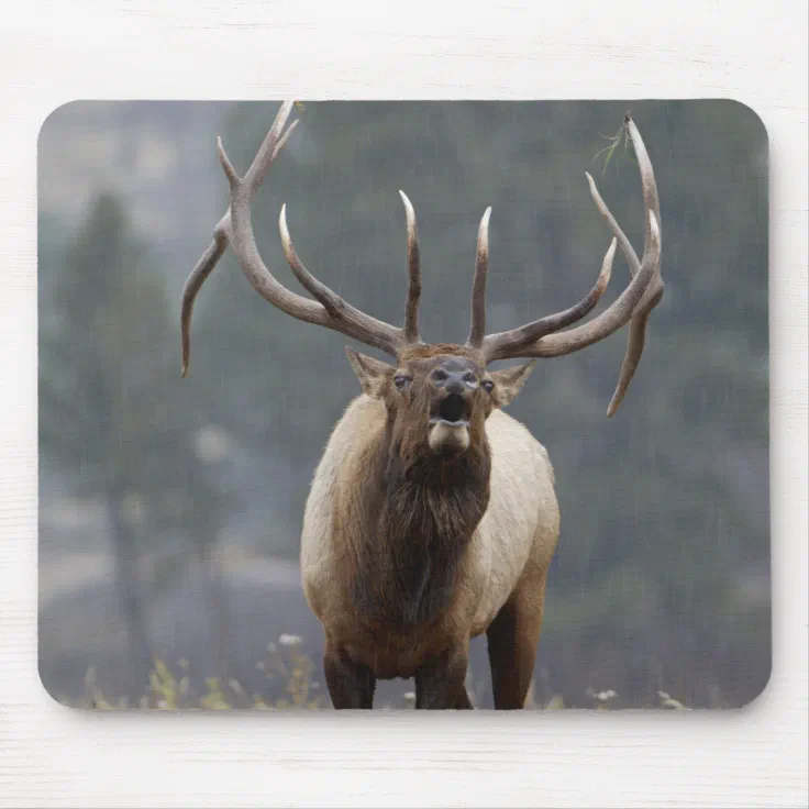 Bull Elk bugling, Yellowstone NP, Wyoming 2 Mouse Pad | Zazzle
