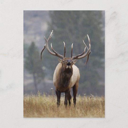 Bull Elk bugling, Yellowstone NP, Wyoming 2 Postcard | Zazzle.com