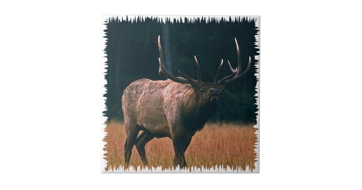 Bull Elk Photo Ceramic Tile | Zazzle