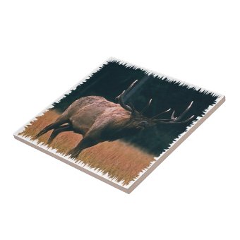 Bull Elk Photo Ceramic Tile | Zazzle