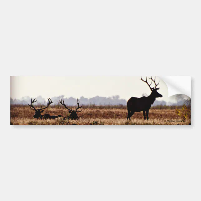 Bull Elk Silhouette Bumper Sticker | Zazzle