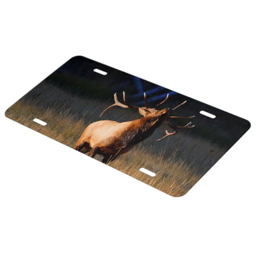 Bull Elk with Head Back License Plate | Zazzle