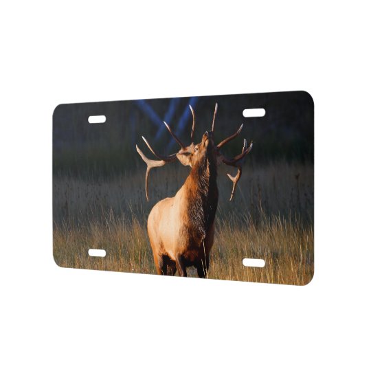 Bull Elk with Head Back License Plate | Zazzle.com