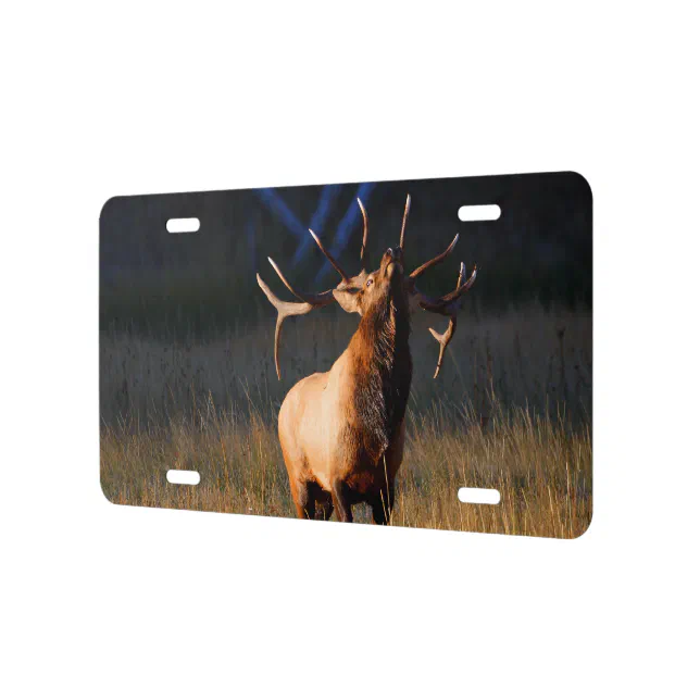Bull Elk with Head Back License Plate | Zazzle