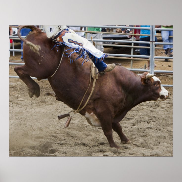 Bull rider at rodeo poster | Zazzle