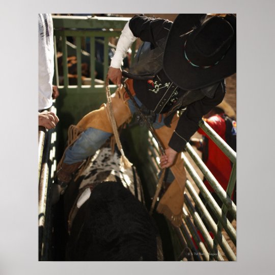 Bull rider tying rope on bull in the chute poster | Zazzle.com