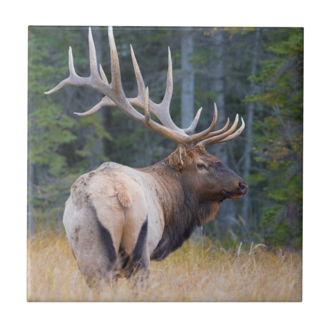 Bull Rocky Mountain Elk Ceramic Tile | Zazzle