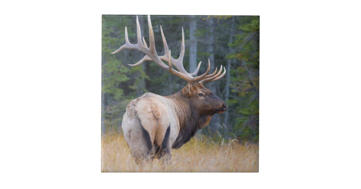 Bull Rocky Mountain Elk Ceramic Tile | Zazzle