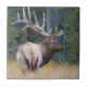 Bull Rocky Mountain Elk Ceramic Tile | Zazzle