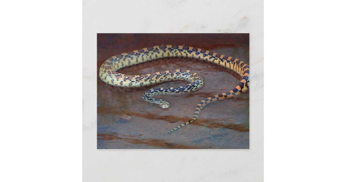 Bull Snake Postcard | Zazzle