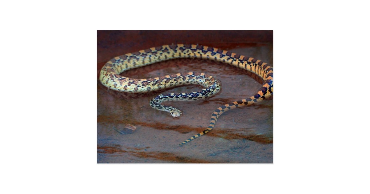 Bull Snake Postcard | Zazzle.com