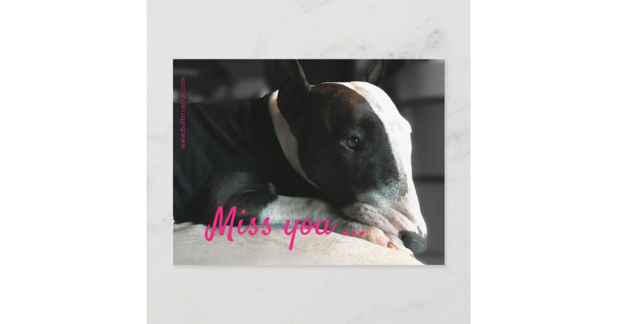 Bull Terrier missing a dear person Postcard | Zazzle