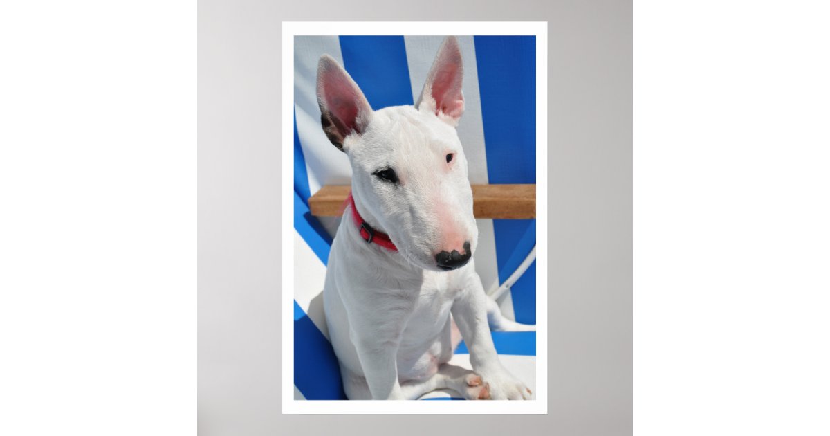 Bull Terrier Poster | Zazzle