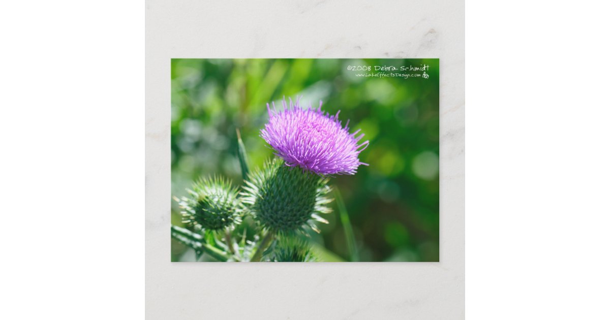 Bull Thistle Postcard | Zazzle