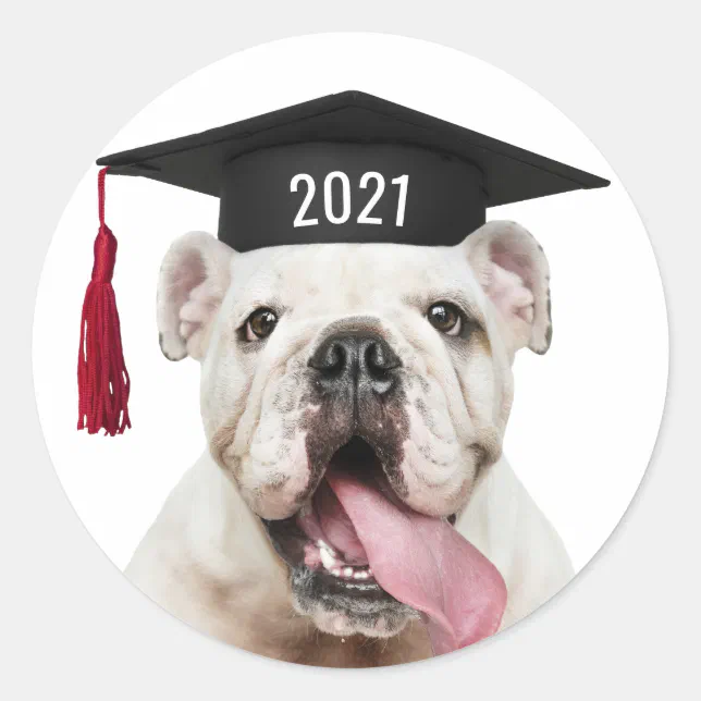 Bulldog in Graduation Cap with Class Year Classic Round Sticker | Zazzle