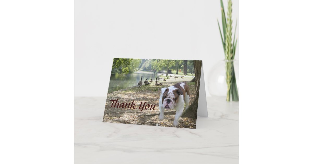 Bulldog Thank You Card | Zazzle