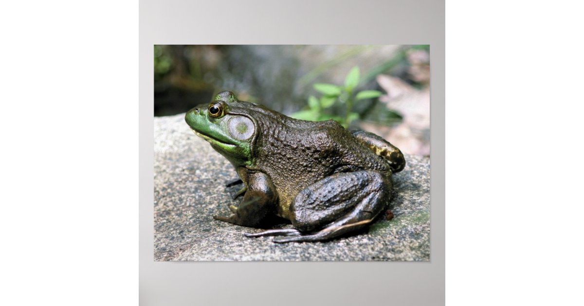 Bullfrog Sitting On Rock Nature Poster | Zazzle