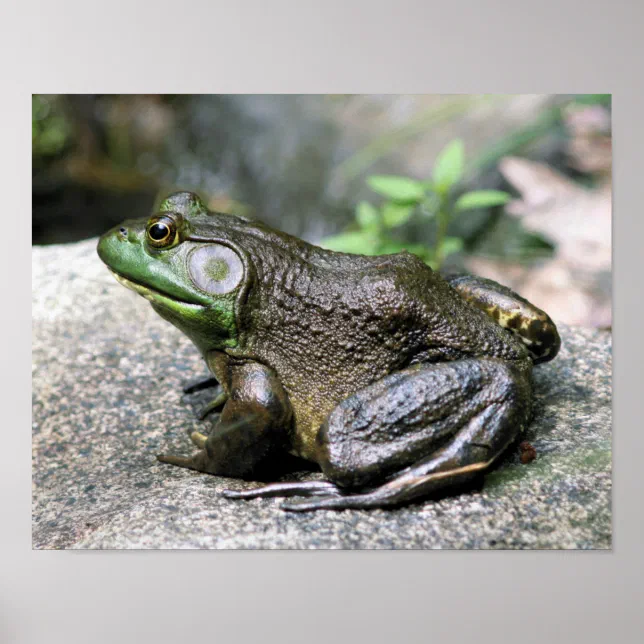 Bullfrog Sitting On Rock Nature Poster | Zazzle