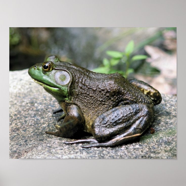 Bullfrog Sitting On Rock Nature Poster | Zazzle