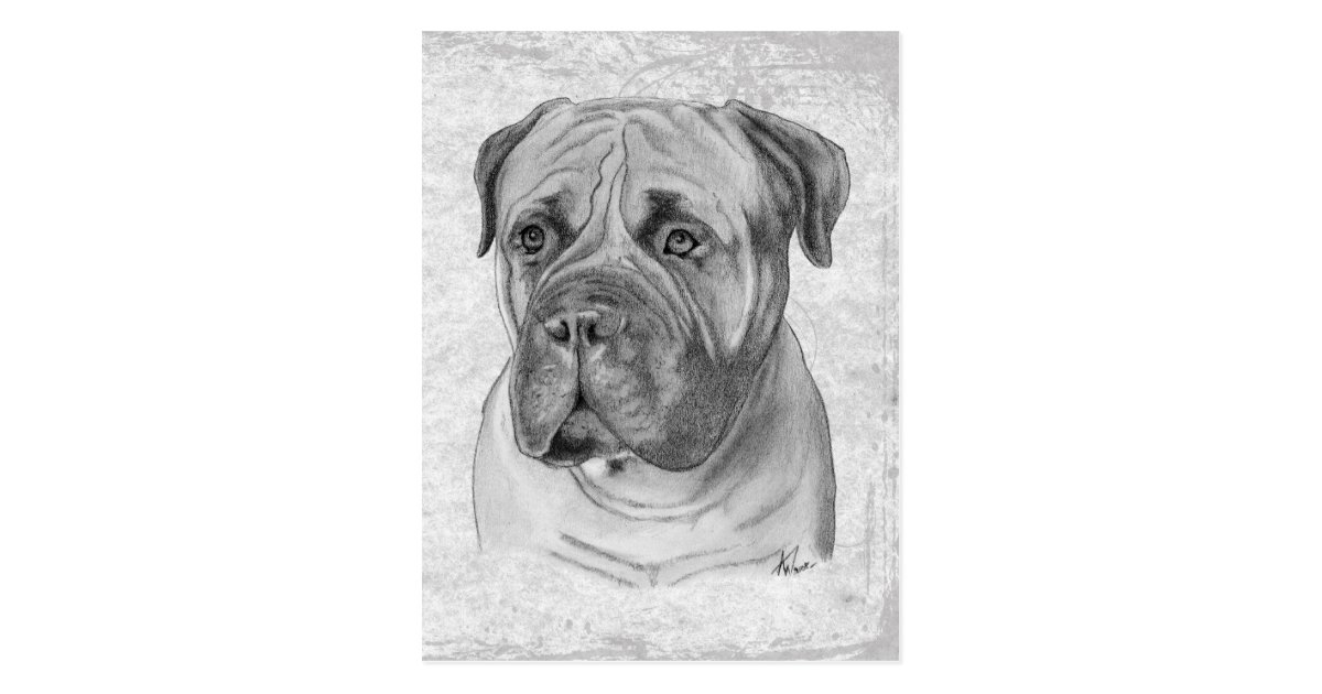 Bullmastiff Postcard | Zazzle.com