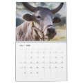 Bulls Calendar | Zazzle