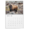 Bulls Calendar | Zazzle
