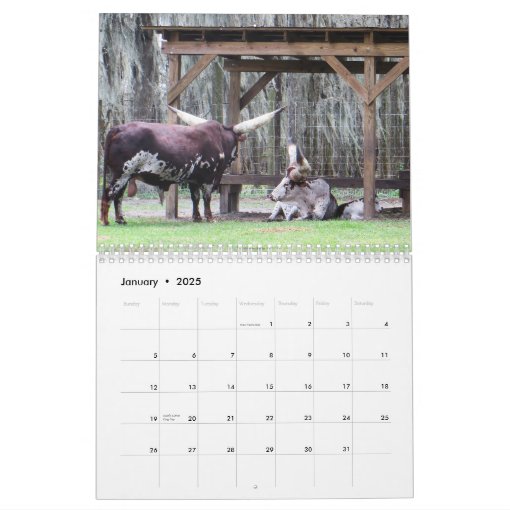 Bulls Calendar | Zazzle