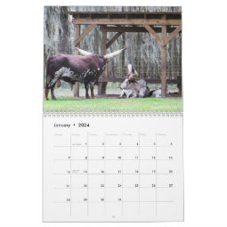 Bulls Calendar | Zazzle
