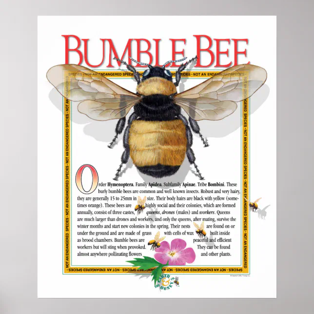 Bumble Bee Poster | Zazzle