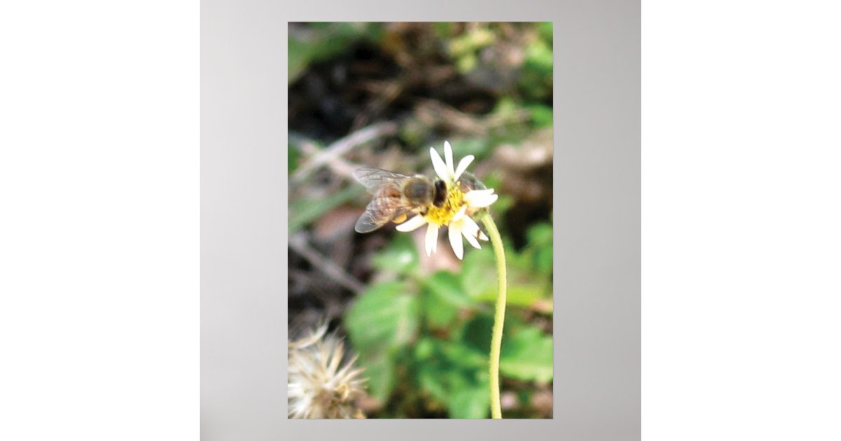 Bumble Bee Poster | Zazzle